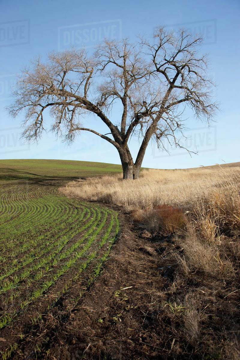 A large old tree stands in the middle of a farm field near Steptoe ...