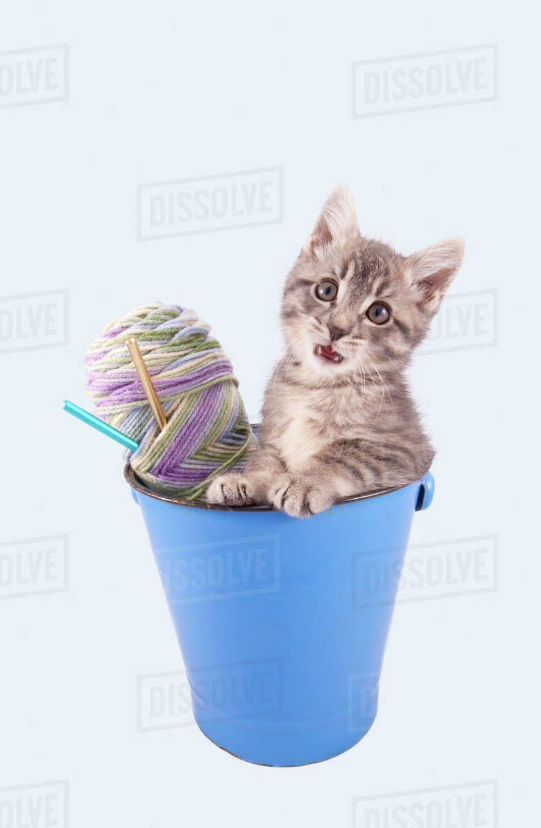 Kitten in a bucket. - Royalty-free Stock Photo | Dissolve