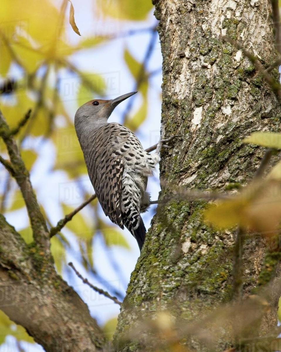 A northern flicker is perched on a tree with yellow leaves in Hauser ...