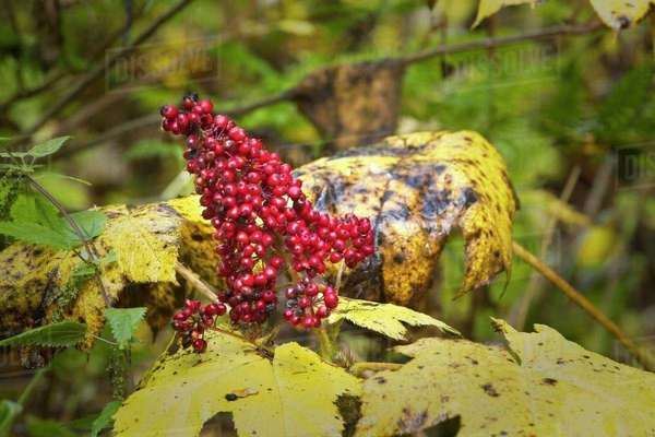A close up of wild red berries in a cluster and large yellow leaves in ...