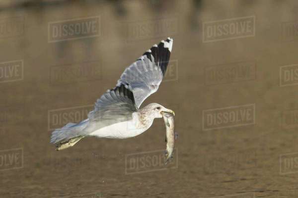 A seagull flies off from the water after catching a fish in north Idaho ...
