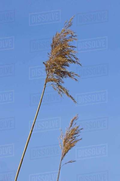 Yellow weed stalks set against a bright blue sky in north Idaho ...