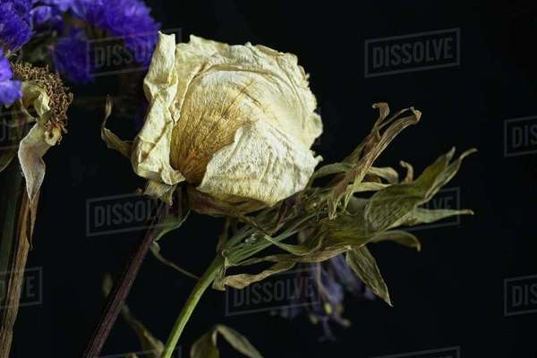 A still life photo of a dried and dying rose and another type of dying ...