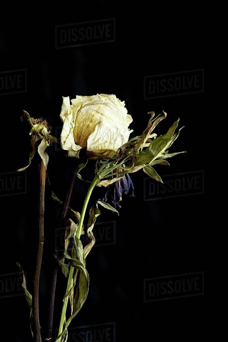 A still life photo of a dried and dying rose and another type of dying ...