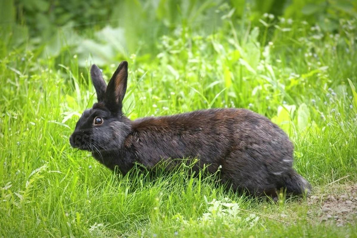 A cute black rabbit is in the grass eating leaves in Post Falls, Idaho ...