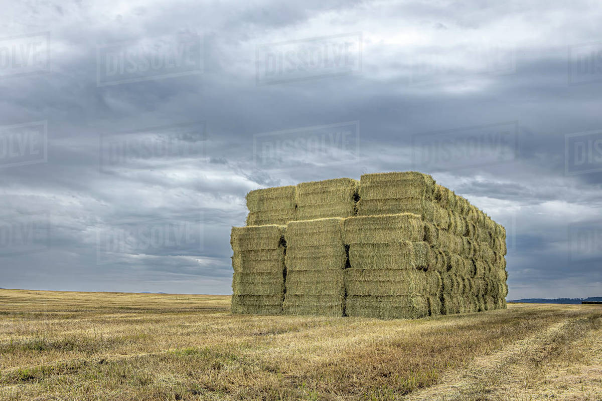 A large stack of hay bales in a harvested field in Rathdrum, Idaho ...