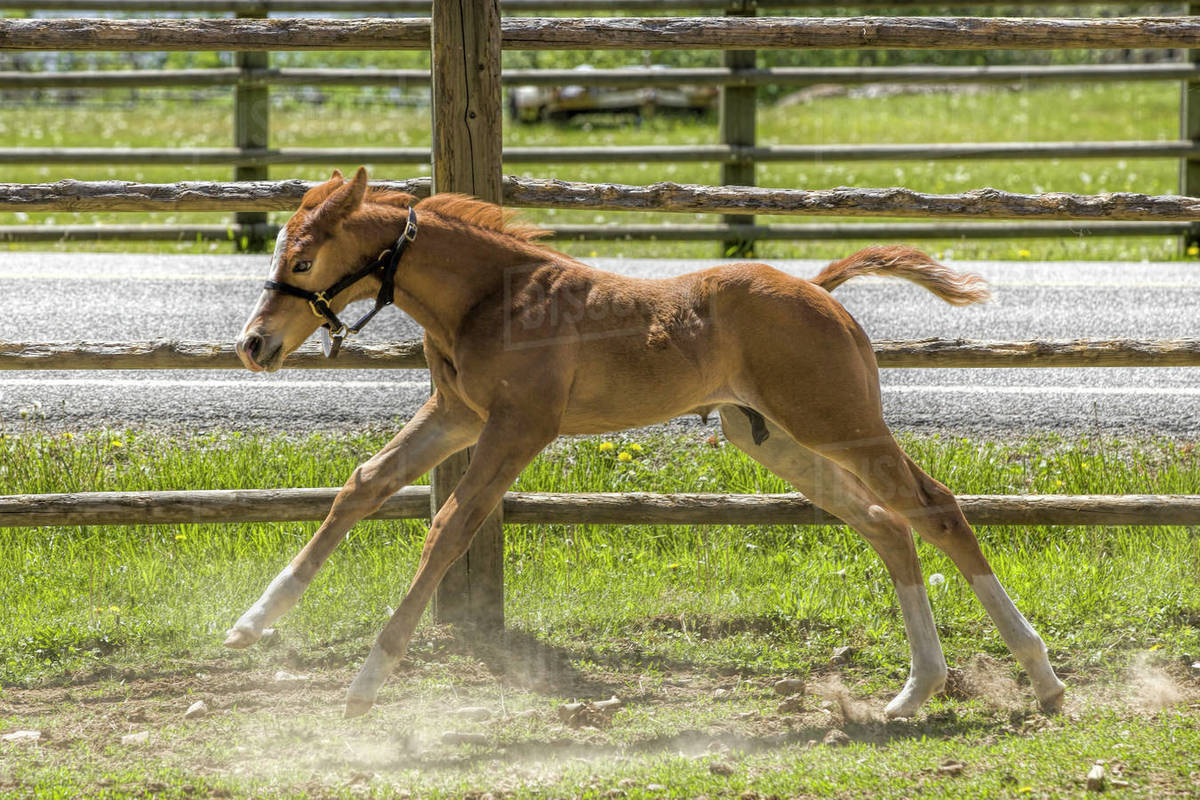 A cute young colt runs next to the fence line near Hayden, Idaho ...