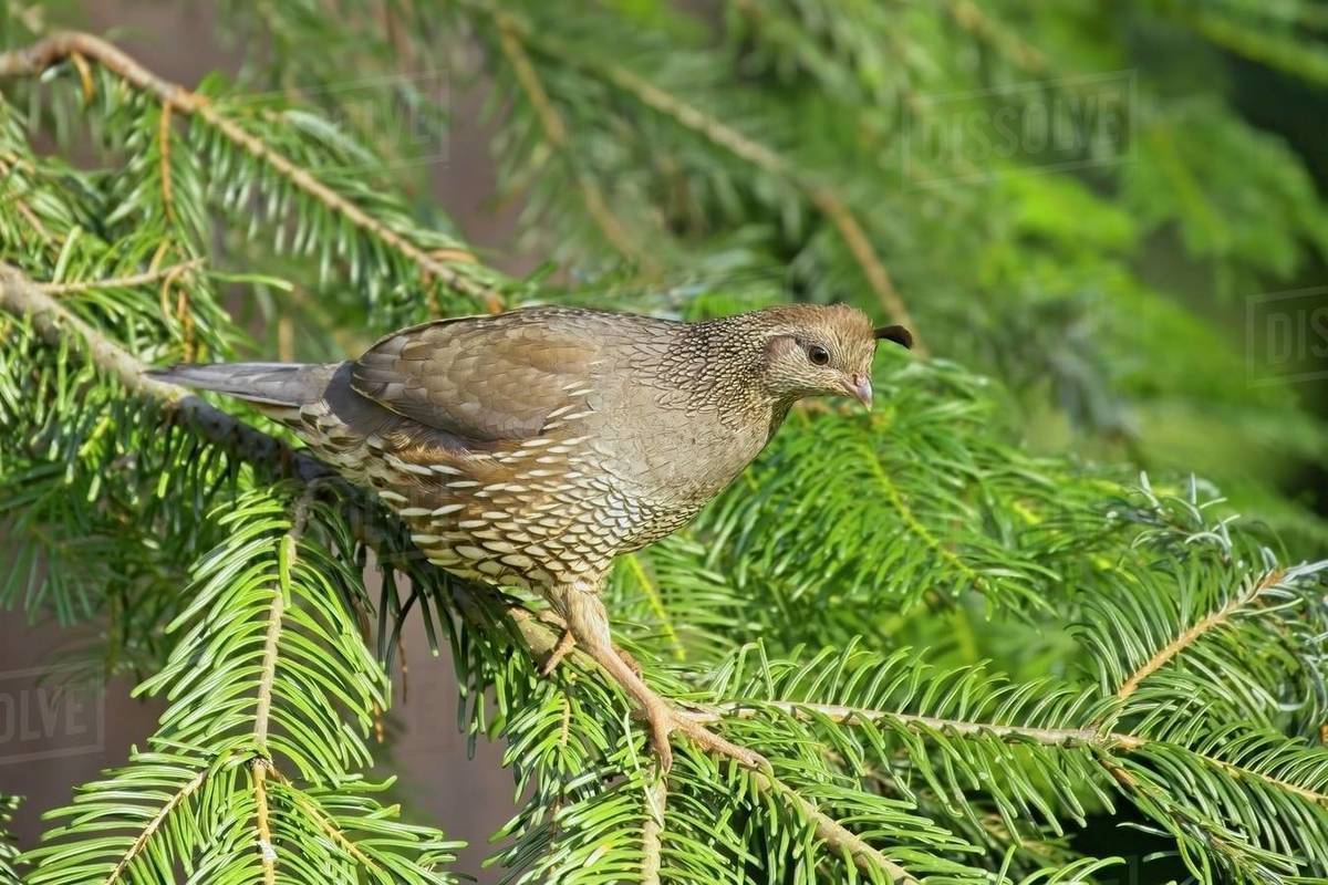 Female quail on a small pine tree branch in Rathdrum, Idaho. - Stock ...