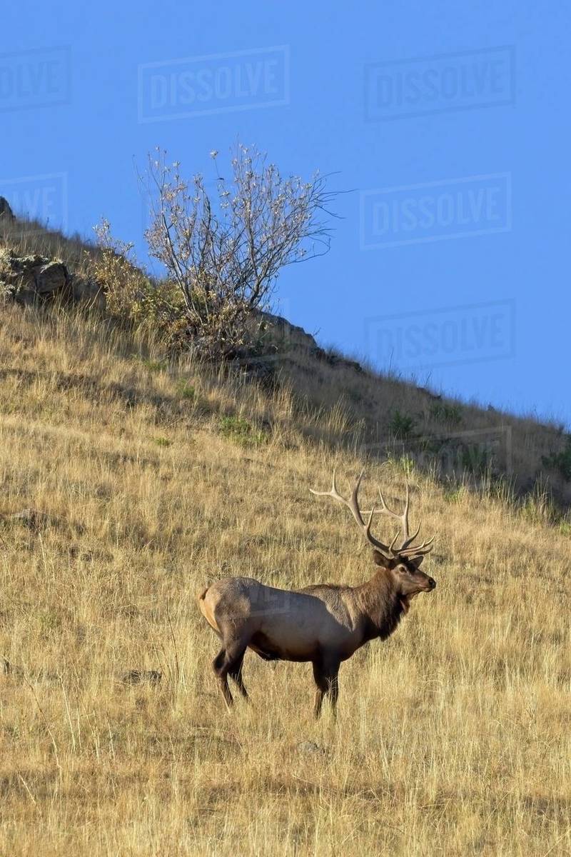 Scenic photo of a bull elk on the side of a hill in western Montana ...