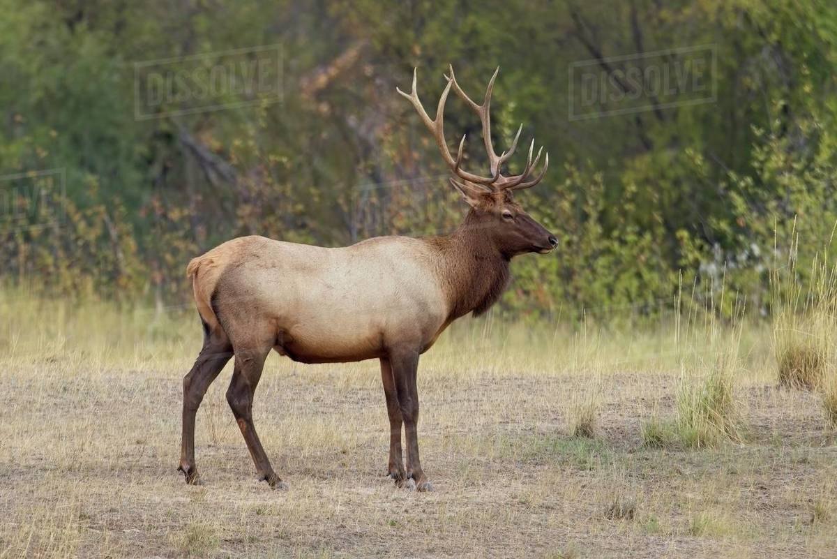 A big bull elk in an open area of a forest in western Montana ...