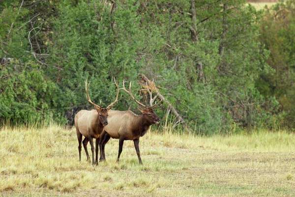 Two large bull elk stand in a grassy field in western Montana ...