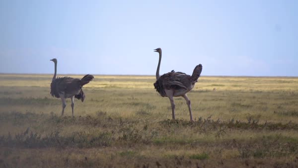 Couple of Ostrich Walking And Spreading Wings in African Savannah, Slow ...