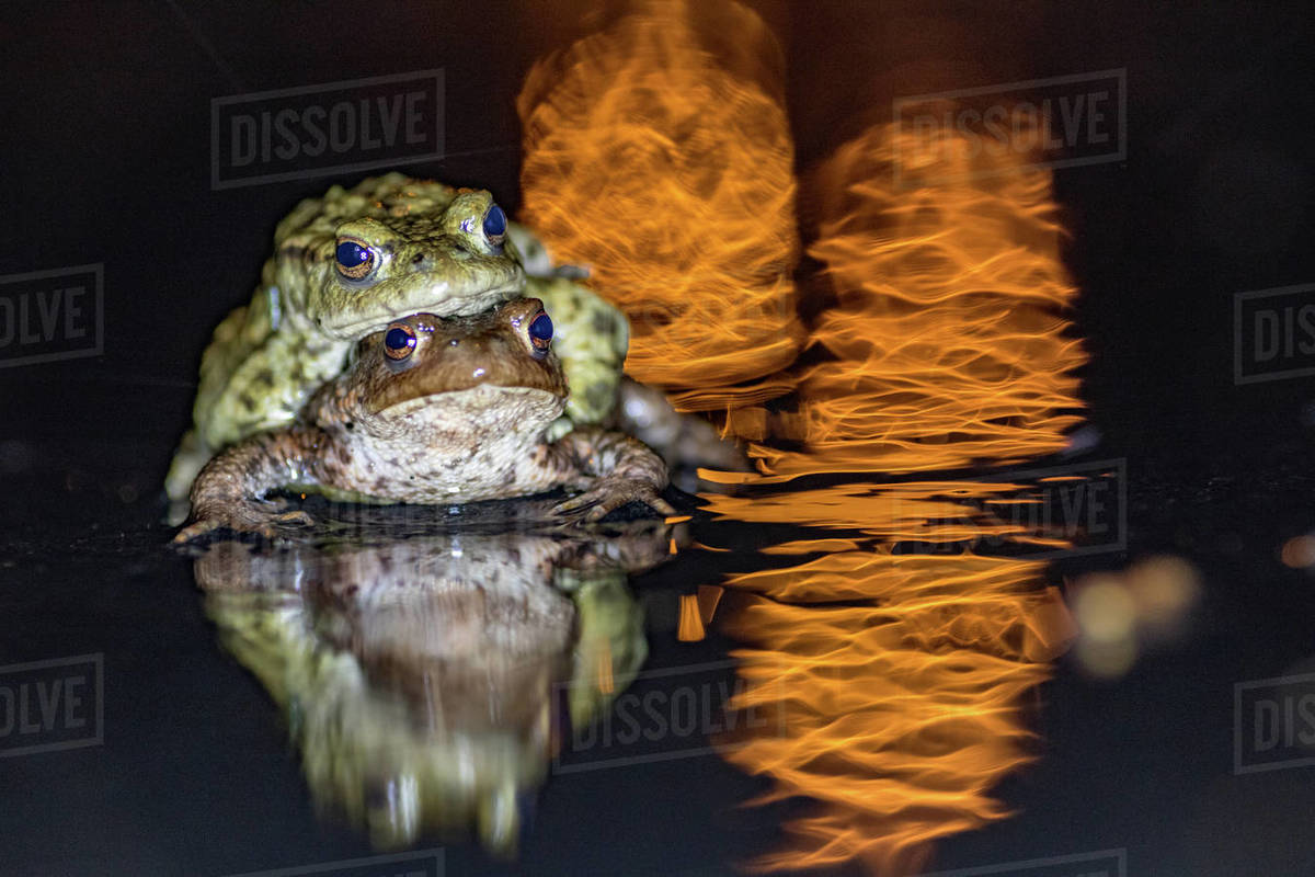 Frogs in love crossing the road with golden light,toads with reflection ...