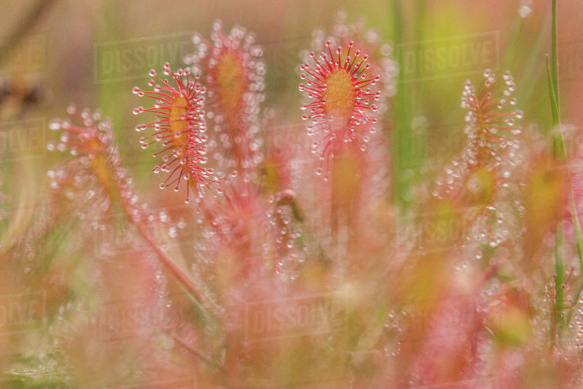 Sundew,drosera intermedia - Stock Photo - Dissolve