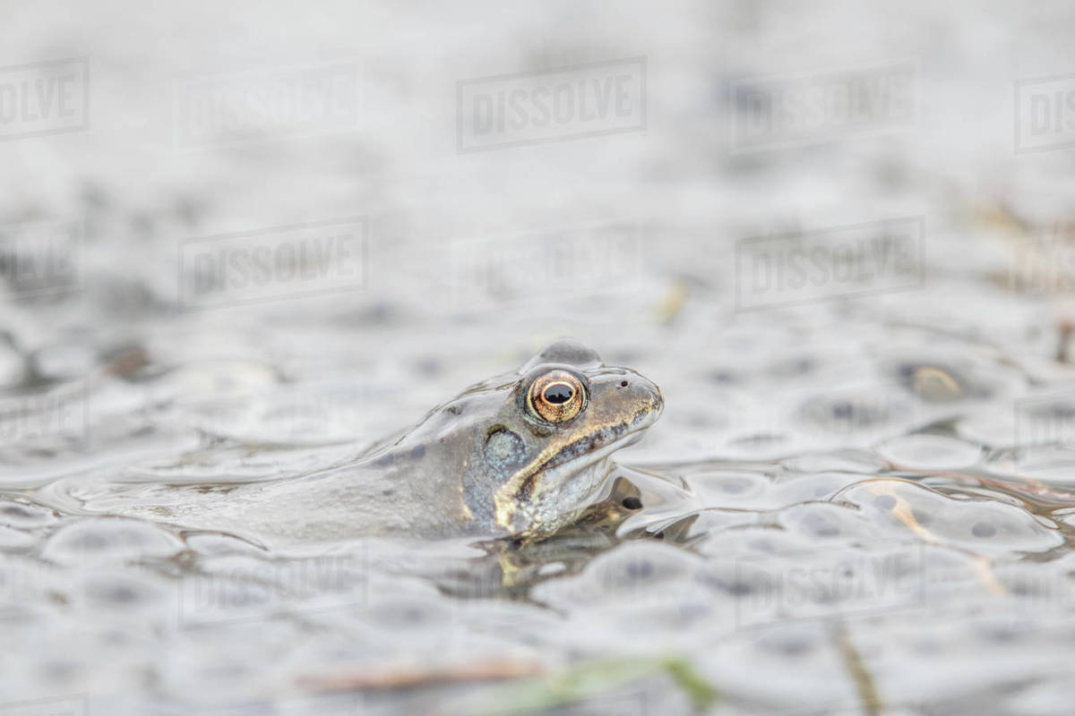 Common frog,toad,rana temporaria with eggs - Royalty-free Stock Photo ...