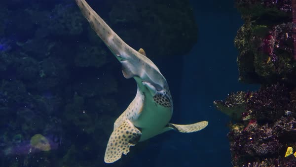 Tracking shot of spotted reef shark swimming in clean saltwater amidst ...
