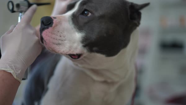 Stressed worried dog close-up with unrecognizable woman using ...