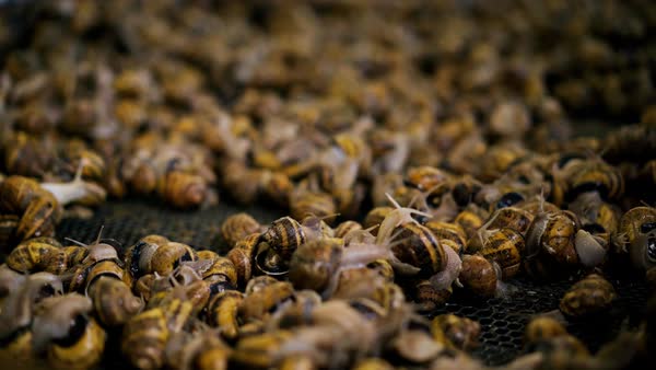 White snails with black and yellow shells crawling in sunlight indoors ...