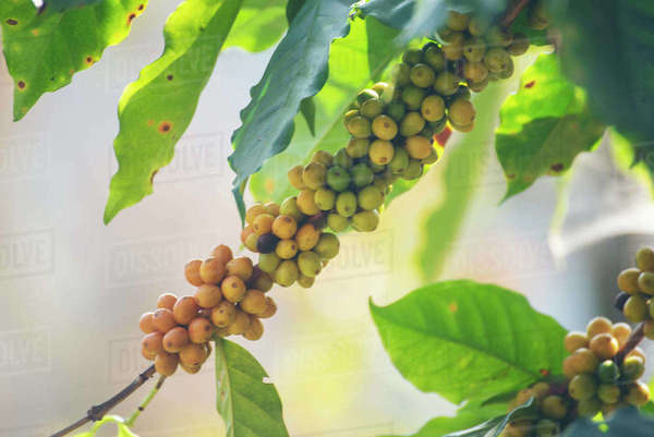 Yellow coffee bean berry plant fresh seed coffee tree growth in Yellow ...