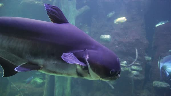 Amazing Amazon fish in a large aquarium - 4K Royalty-free Stock Video ...