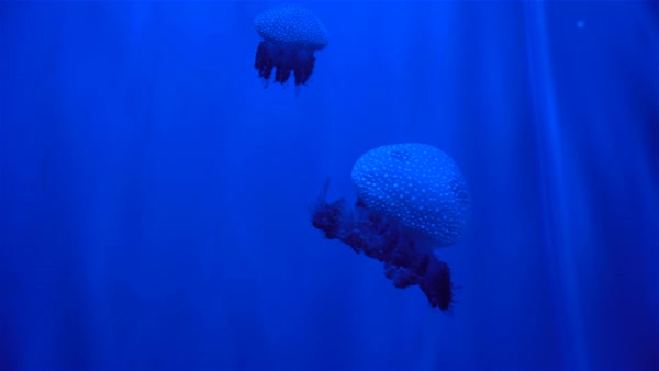 Jellyfish at the Maritime aquarium - 4K Royalty-free Stock Video ...