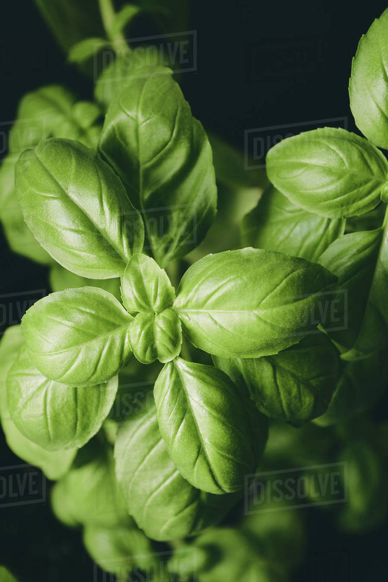 Close up of fresh basil leaves on a dark background. Healthy life style ...