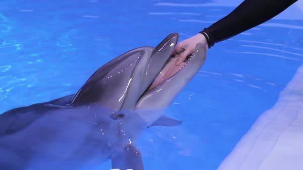 Bottlenose dolphin trains in the large pool of the dolphinarium ...