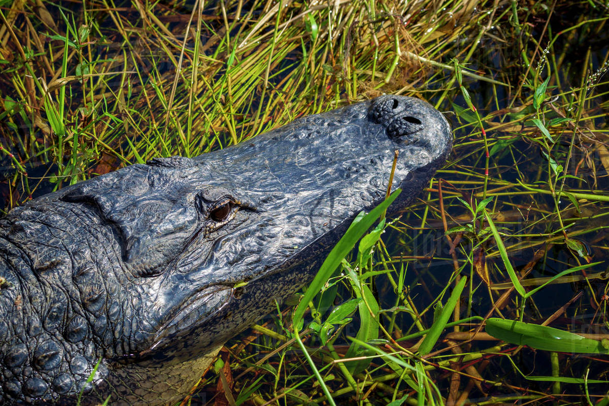 Photograph of an American Alligator swimming in the water in the ...