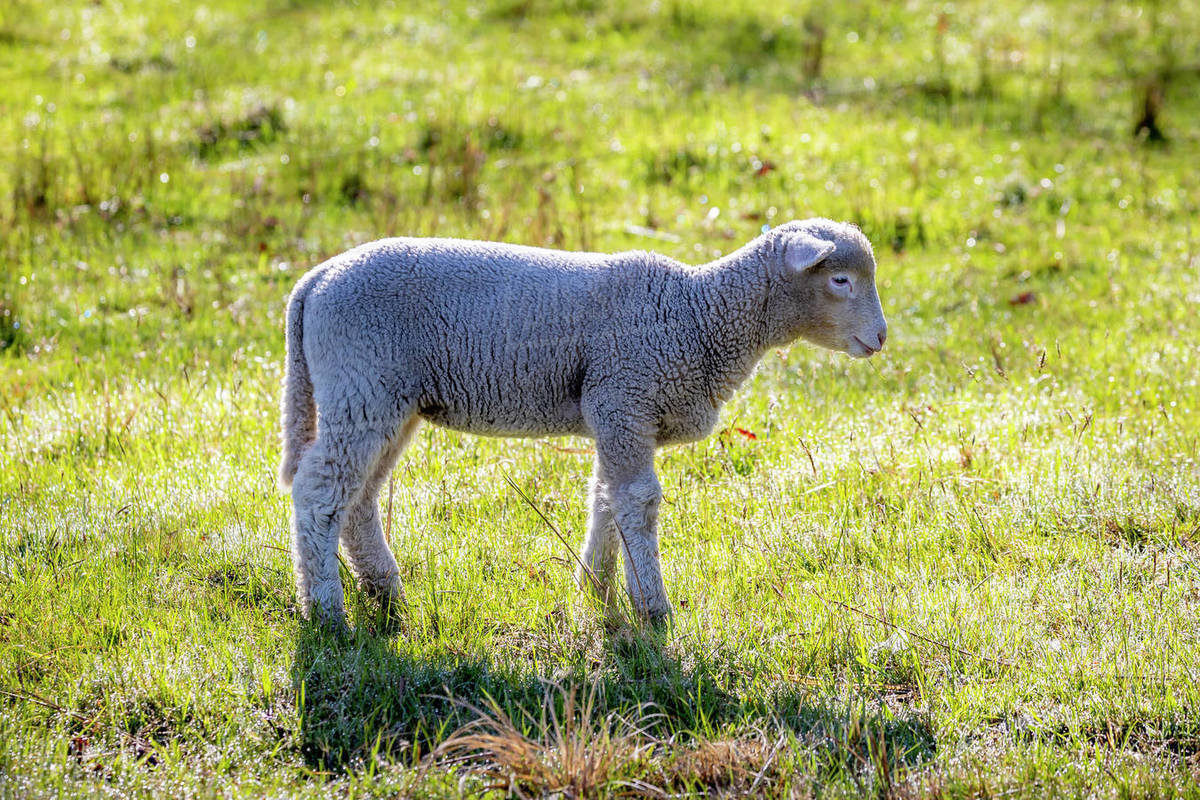 Photograph of white woolly sheep grazing on lush green grass in a large ...
