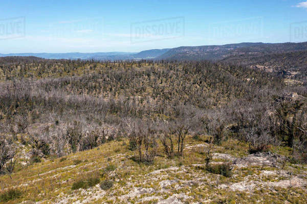 Drone aerial photograph of forest regeneration and regrowth after ...