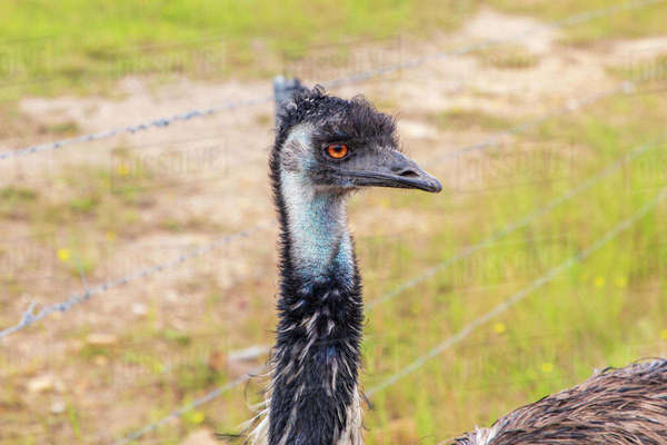 Close up portrait photograph of the head and neck of an Australian Emu ...