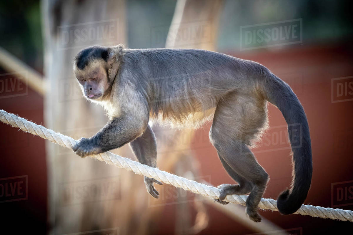 A Tufted Capuchin monkey walking on a rope in the sunshine - Royalty ...