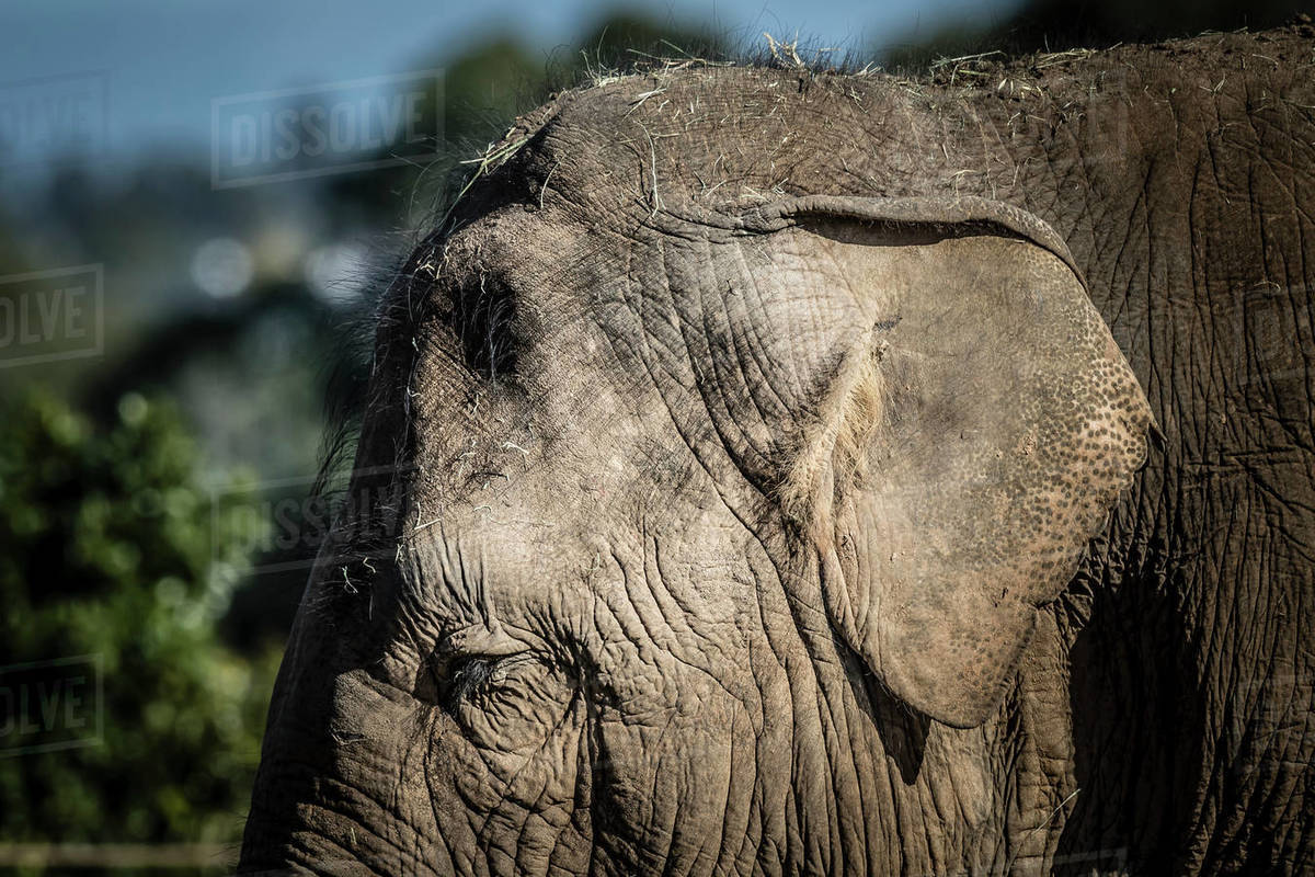 Close up of the ear and wrinkly skin of an elephant - Royalty-free ...