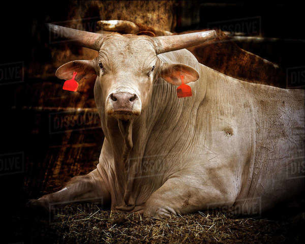 A large light brown bull with long horns resting in a pen with other ...