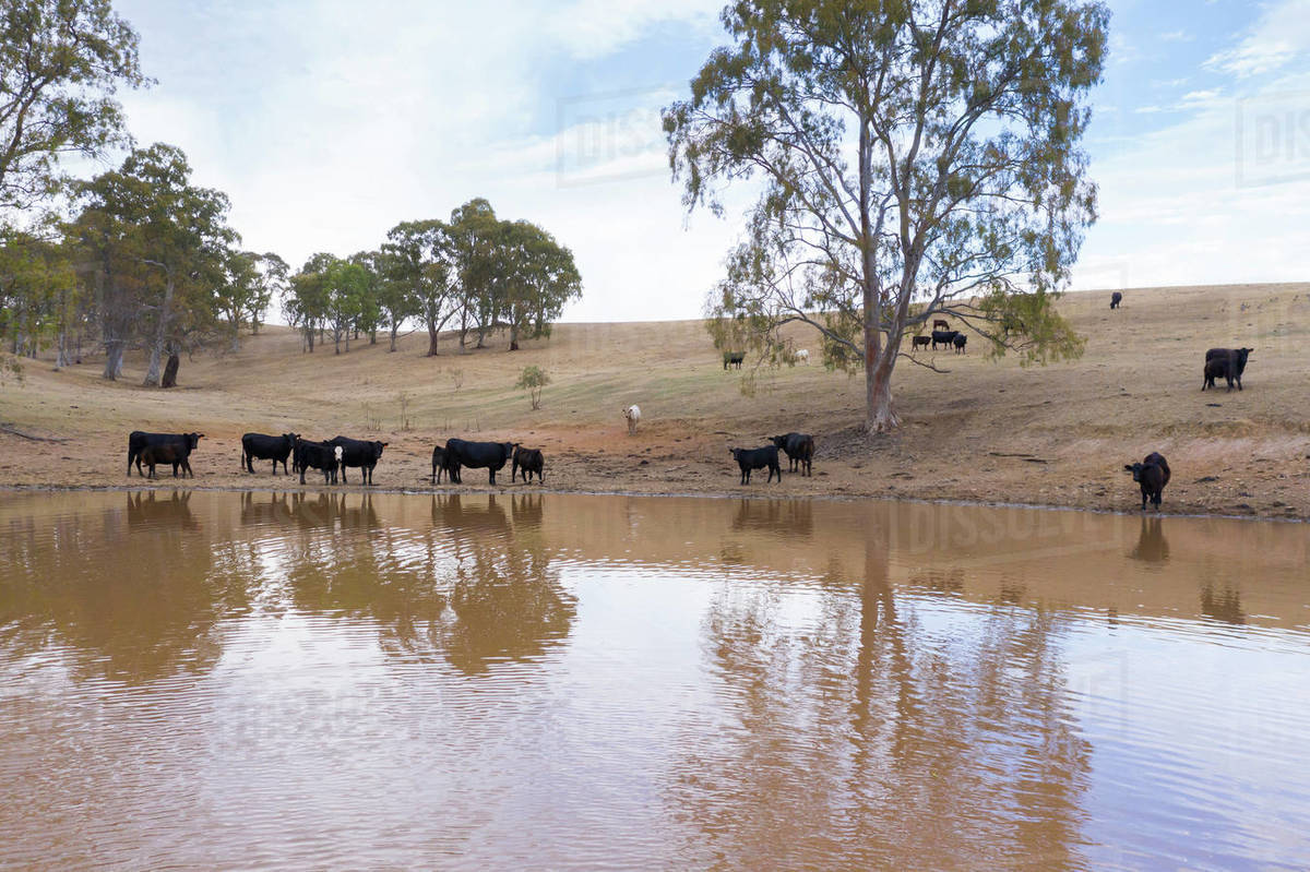 Cows drinking from an irrigation dam on a farm in regional Australia ...