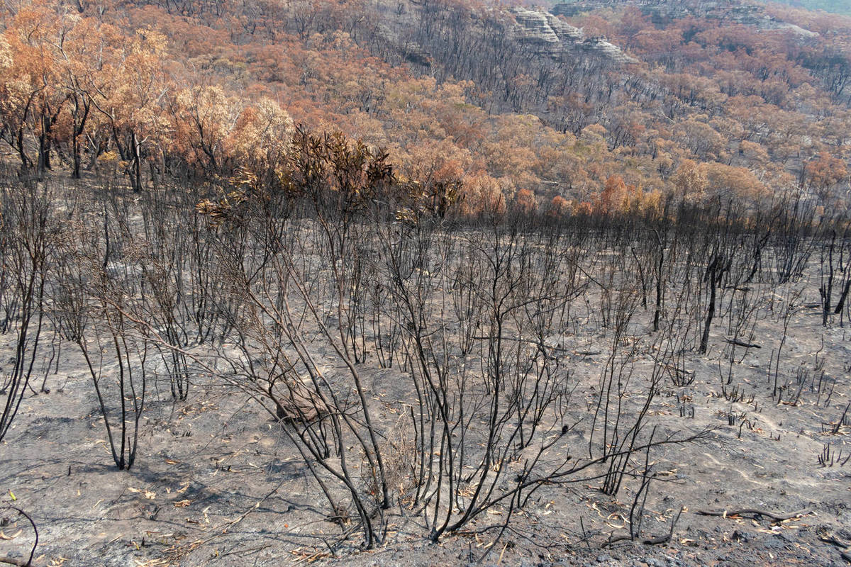 Gum trees burnt in the bushfires in The Blue Mountains in Australia ...