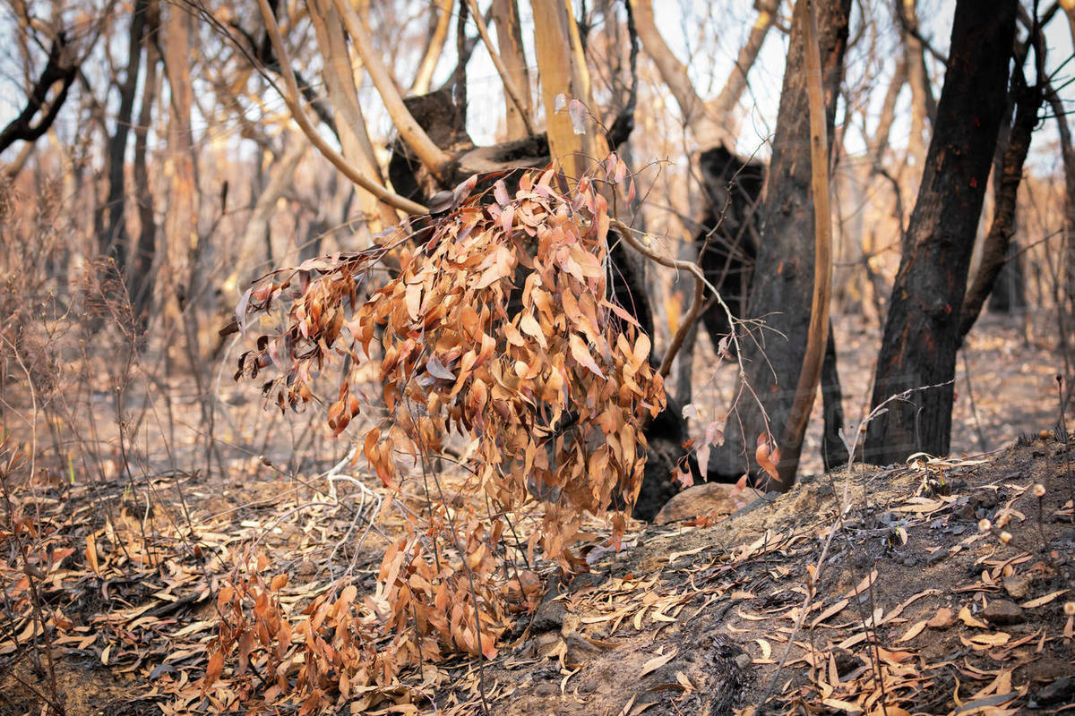 Severely burnt Eucalyptus trees after a bushfire in The Blue Mountains ...