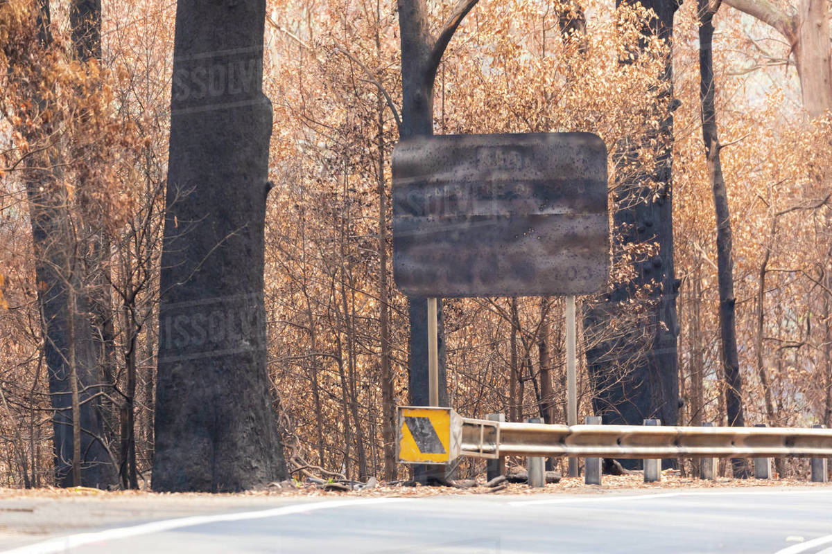 A burnt road sign on a country road amongst severely burnt Eucalyptus ...