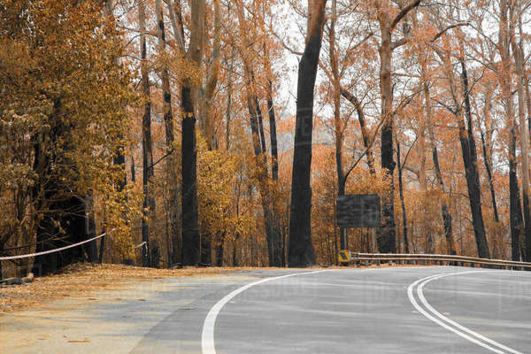 A burnt road sign on a country road amongst severely burnt Eucalyptus ...
