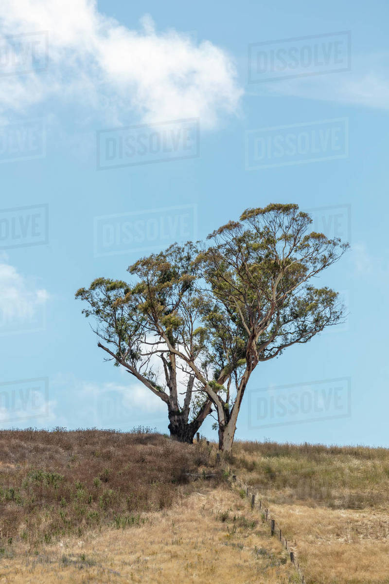 A large gum tree standing on a dry hill near a fence line - Royalty ...