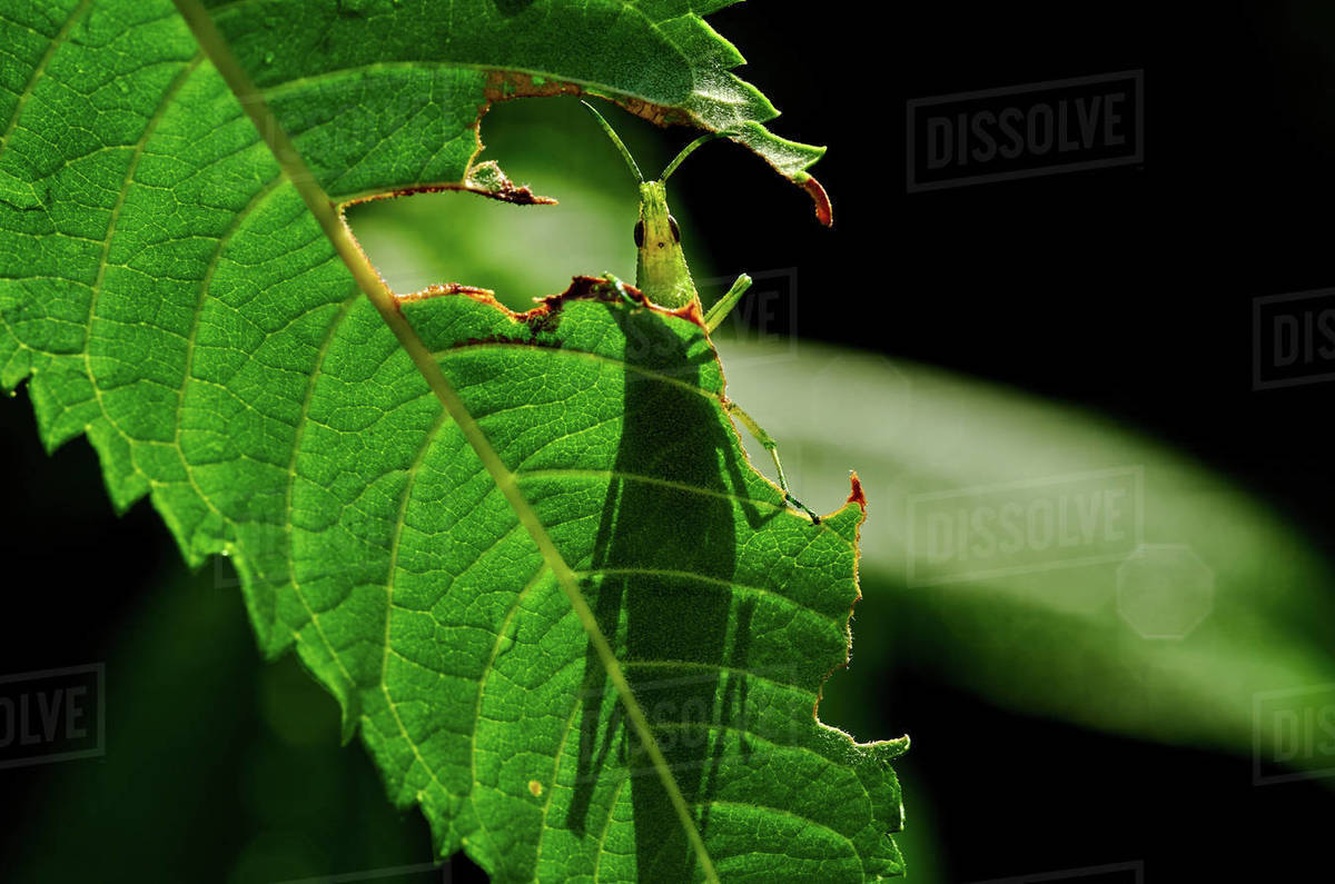 A grasshopper on the green leaf after the rain - Stock Photo - Dissolve