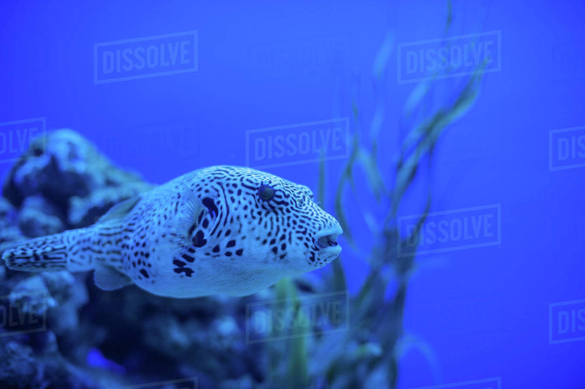 Different marine animals from oceanarium - Royalty-free Stock Photo ...