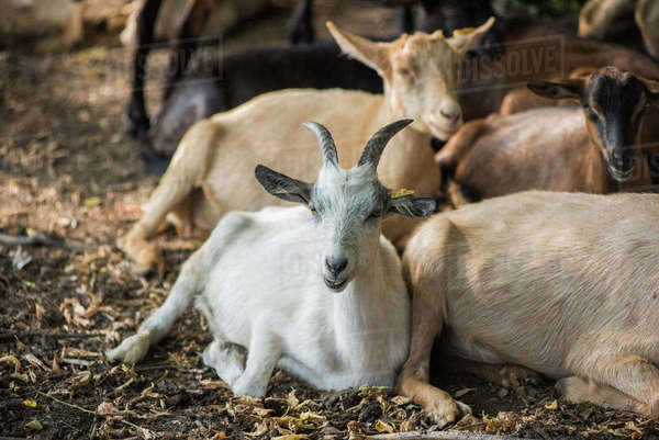 Photo of goats in farm background - Stock Photo - Dissolve