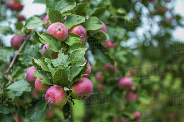 Apple tree with apples, organic natural fruits in a garden - Stock ...