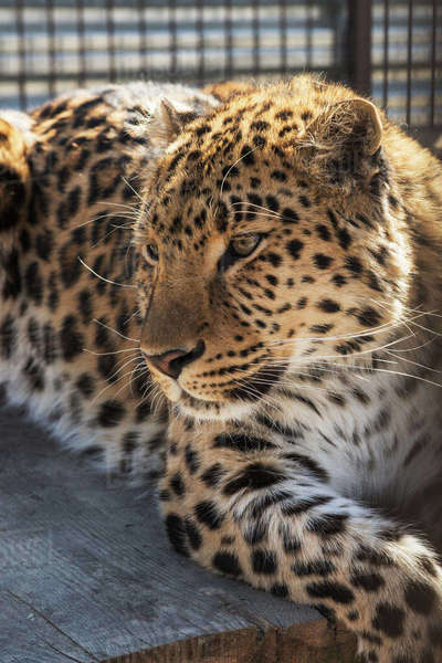 Portrait of the male leopard in a zoo - Stock Photo - Dissolve