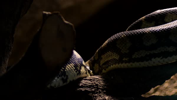 Diamond python snake scales body crawling in a terrarium - Morelia ...