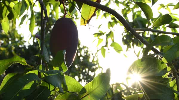 Sun shining between leaves at sunset with mango hanging in mango tree ...