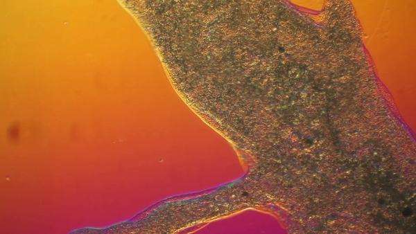 A mixture of cytoplasm, algae and captured prey items, flowing through ...
