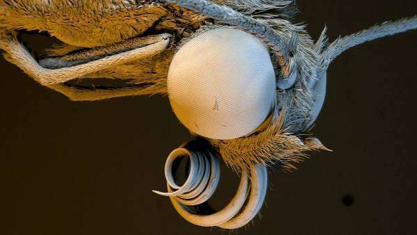 Scanning electron microscope (SEM) view rotating around the head of a ...