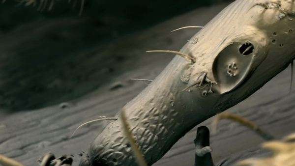 Scanning electron micrograph (SEM) flight around the body and head of ...